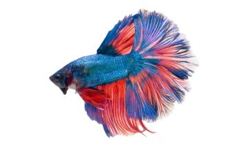 ≡ Smallest Fish Aquarium: What are the Best Fish for Small Fish Tank?