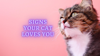 Signs your Cat Loves You: How to know if your Cat loves you