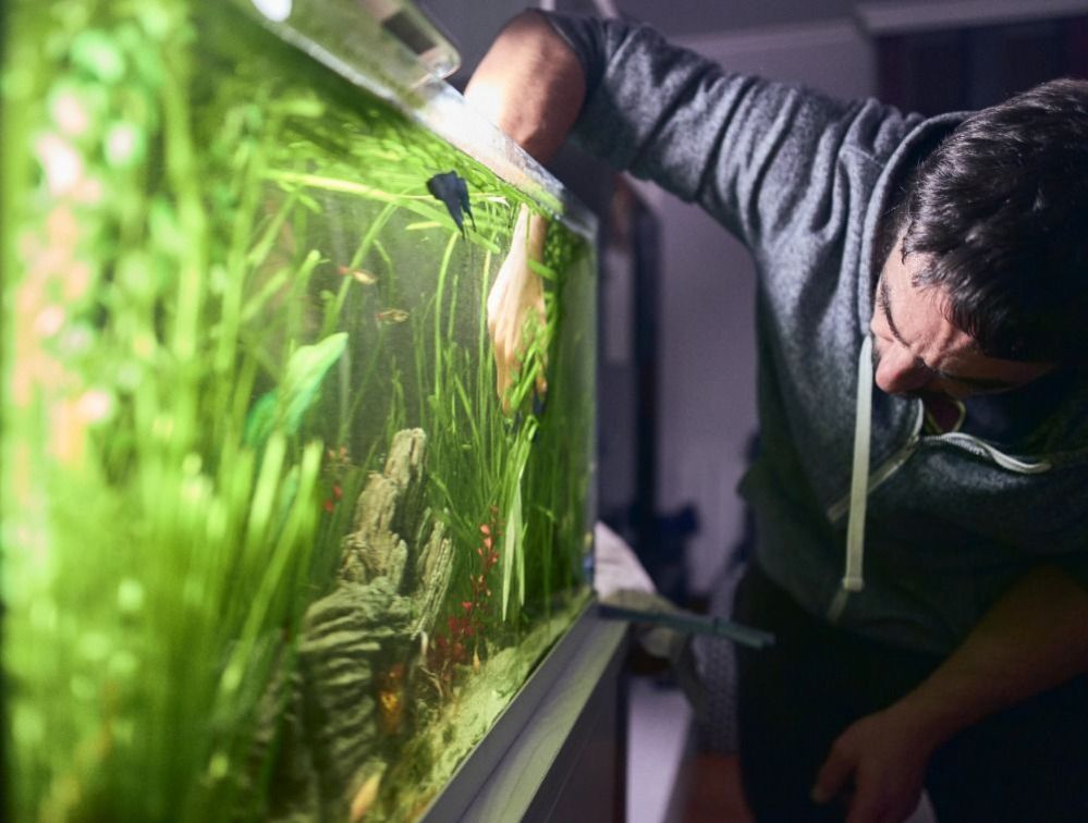 How to Take Care of a Freshwater Fish Tank: Freshwater Aquarium Care