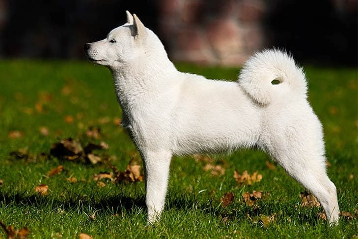 White Dog Breeds: 31 Dog Breeds With White Coat