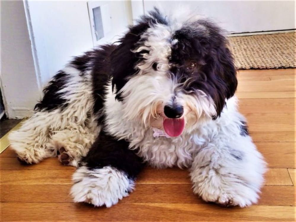 Sheepadoodle: Personality, Health and Care