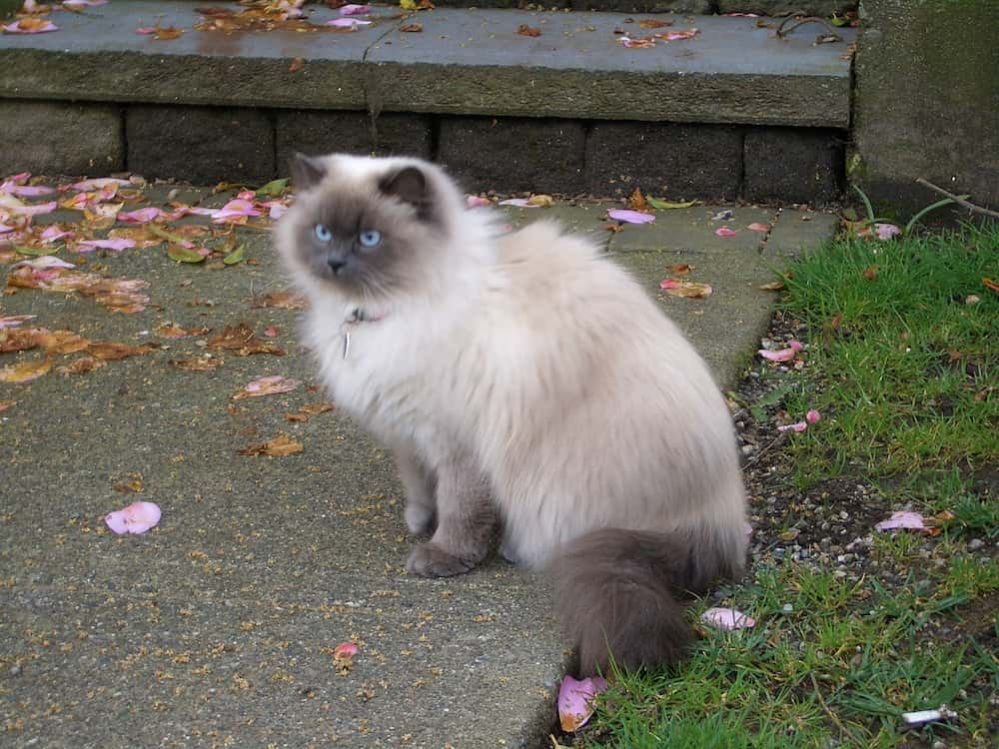 Mixed Siamese Cats: What is a Mixed Siamese Cat?