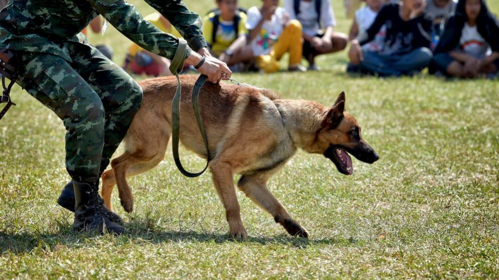 ᐈ Military Dog Adoption: How to Adopt a Retired Military Dog