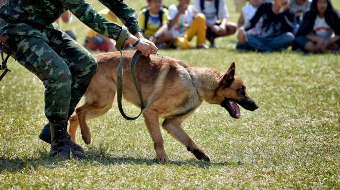 ᐈ Military Dog Adoption: How to Adopt a Retired Military Dog