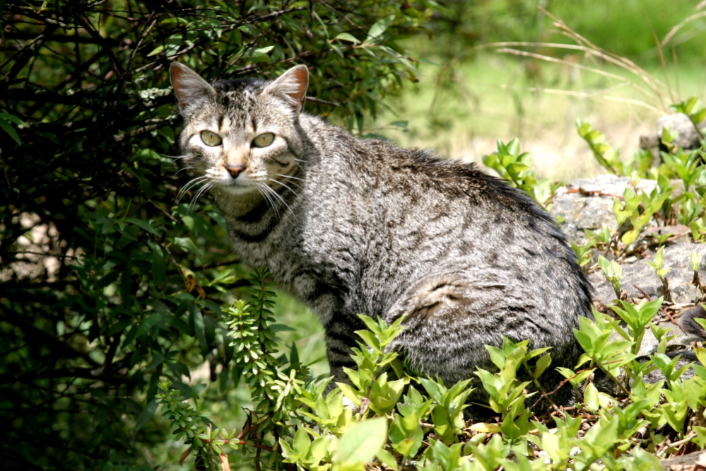 ᐉ Adopting an Adult Cat: Tips to Adopt a Senior Cat (Vet Advice)