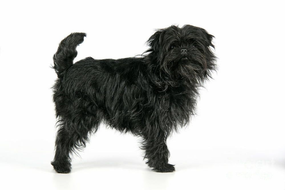 German Dog Breeds: 19 German Dogs that Will Win Your Heart