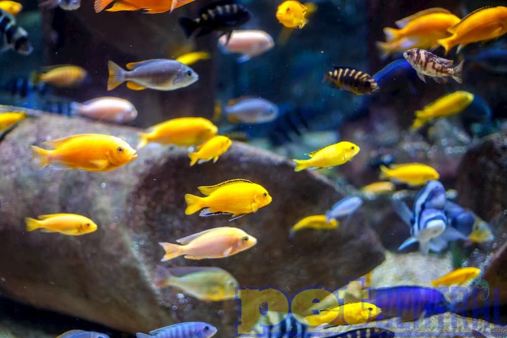 Tropical Community Fishes: Best Fish for Community Tank