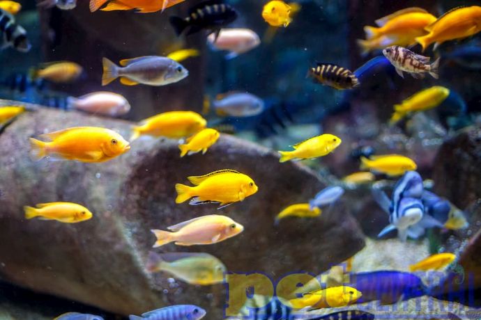 Tropical Community Fishes: Best Fish for Community Tank