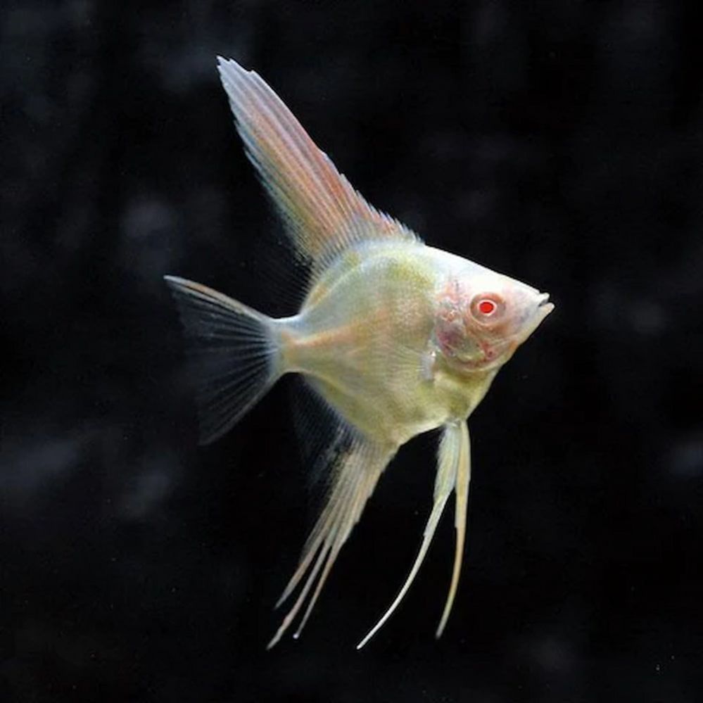 Types Of Angelfish: Angelfish Types You Should Know About - ThePets