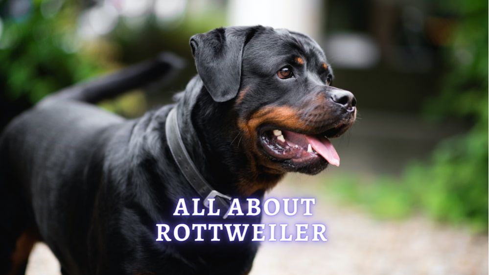 Rottweiler Dog Breed Information, Characteristics and Fun Facts