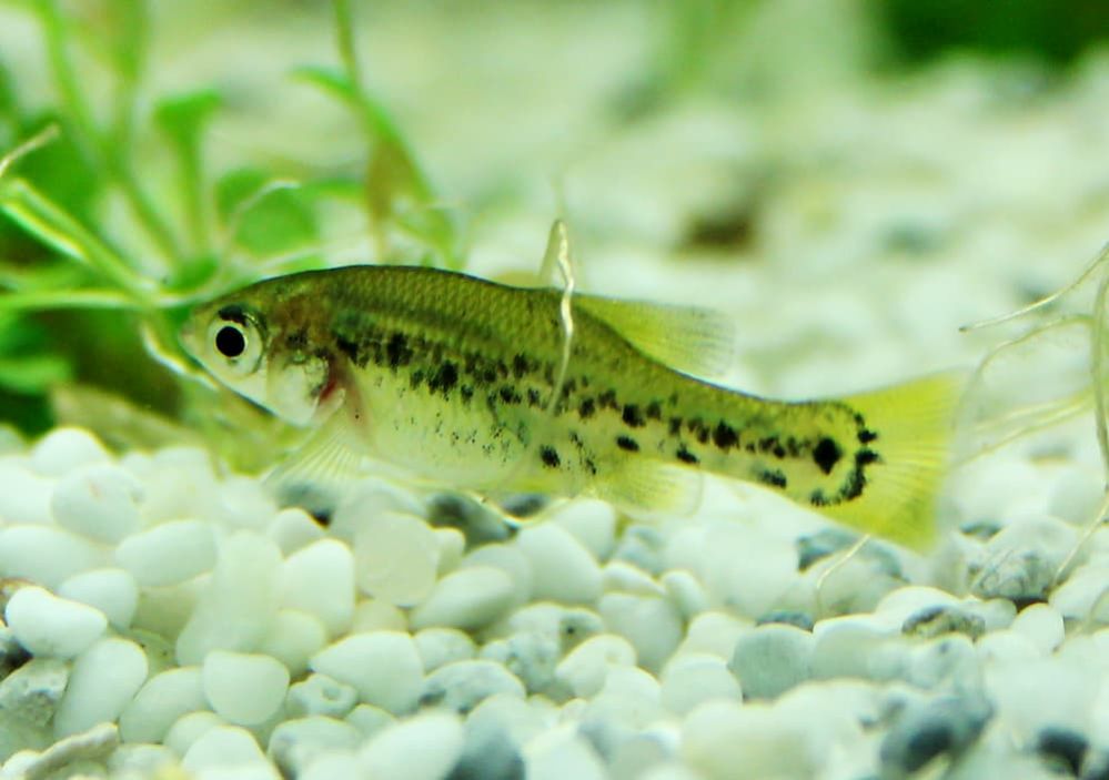 ᐉ The Easiest Fish to Breed: Freshwater Aquarium Fish Breeding Guide