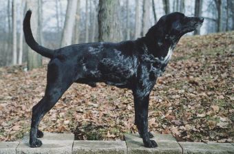 American Leopard Hounds: Personality, Activity Level and Lifespan
