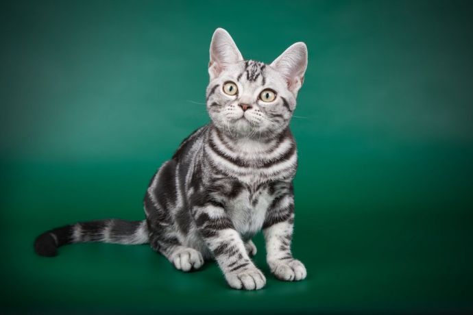 Gray Cat Breeds: 16 Gray Cat Breeds That Will Win Your Heart!