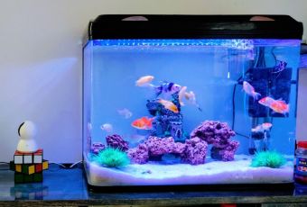 Aquarium Temperature - What Temperature should my Aquarium water be