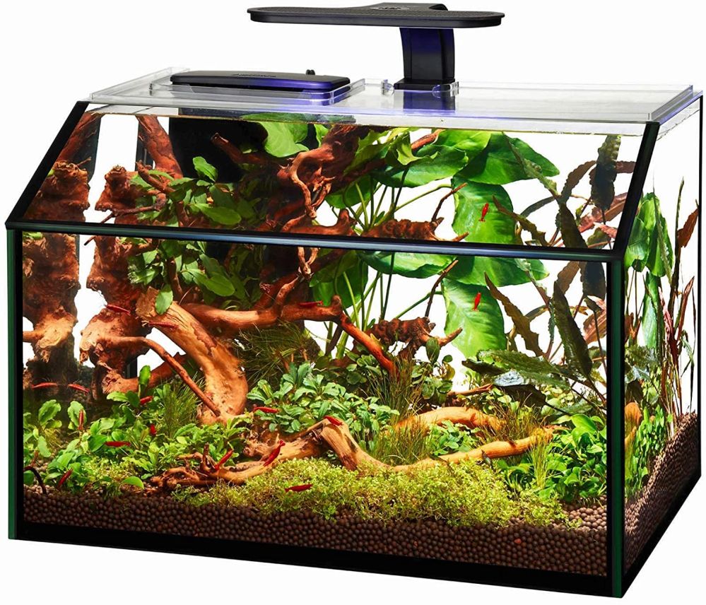 Best Betta Fish Tank: 10 Best Aquariums for Betta Fish (Reviews)