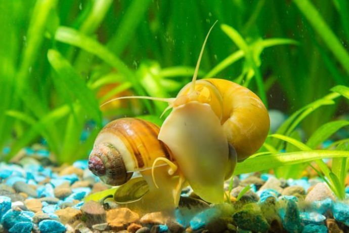 Best Aquarium Anails: TOP Freshwater Aquarium Snails Reviews