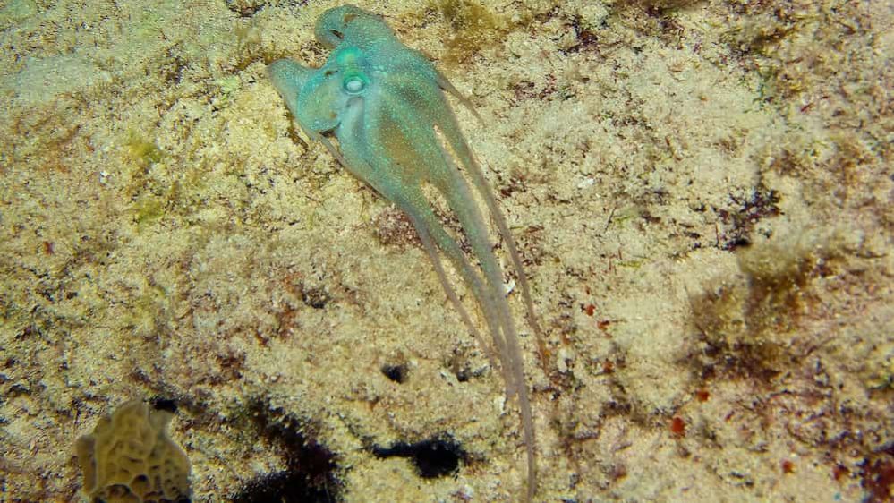 Pet Octopus: Things To Know Before Getting an Octopus as a Pet