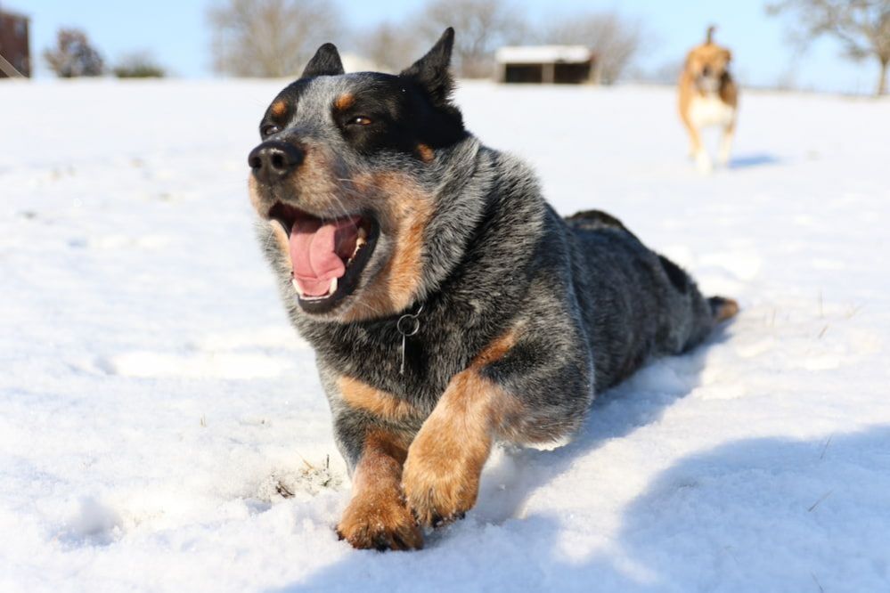 Blue Heeler: Australian Cattle Dog Characteristics and Care