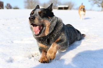 Smartest Dog Breeds: 10 Most Trainable and Intelligent Dogs