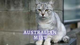 All About Australian Mist Cat Breed - ThePets