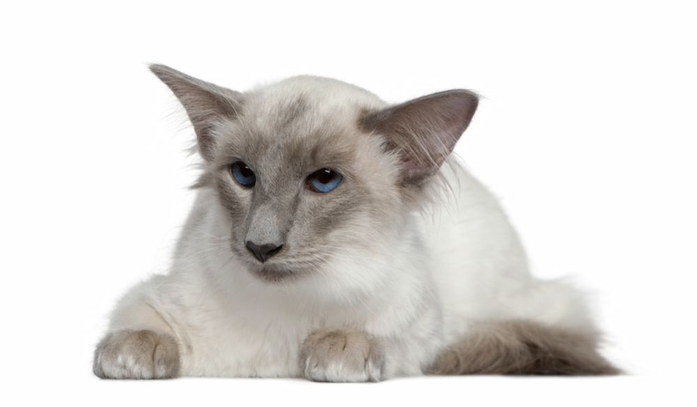 10 Hypoallergenic Cat Breeds: Best Cats for People with Allergies