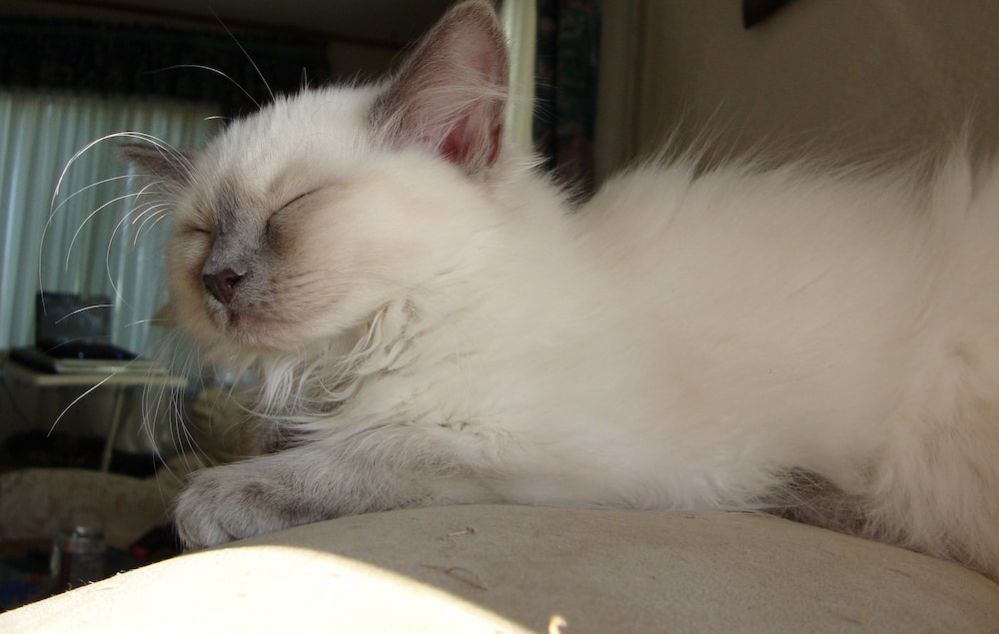 Balinese Cat Breed: All You Need to Know About Balinese Cats