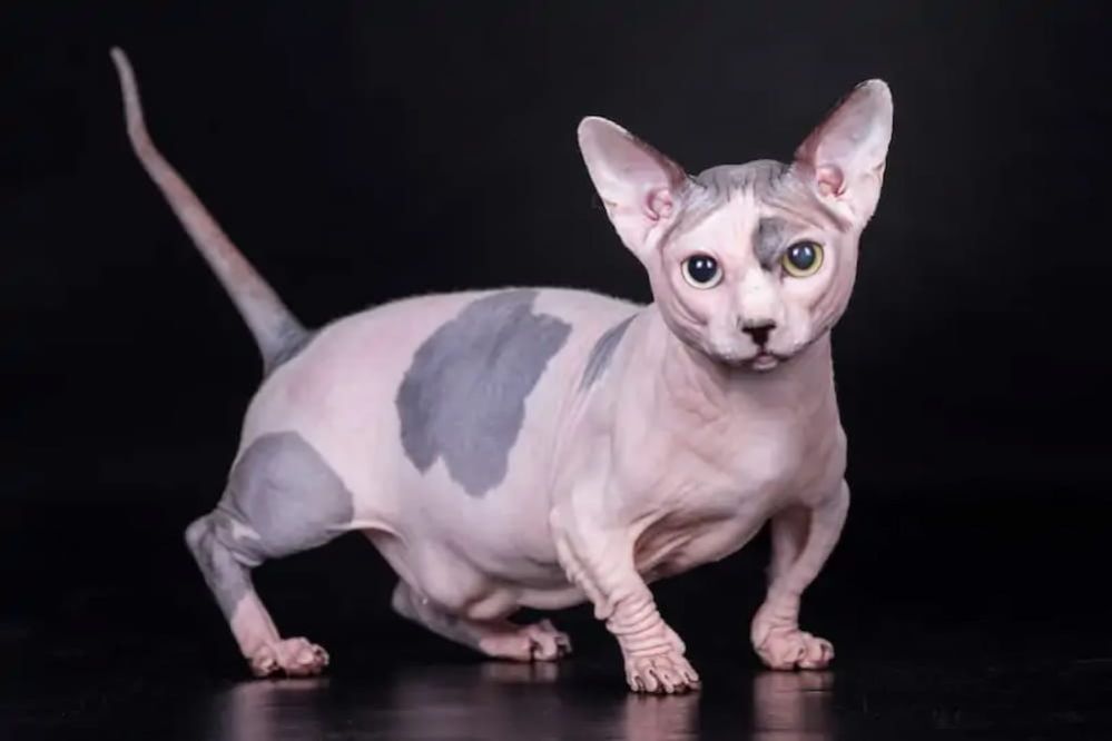 10 Cat Breeds With Short Legs (With Photos)