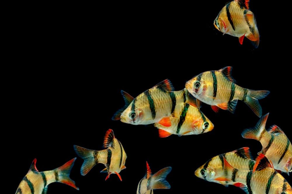 Tropical Community Fishes: Best Fish for Community Tank