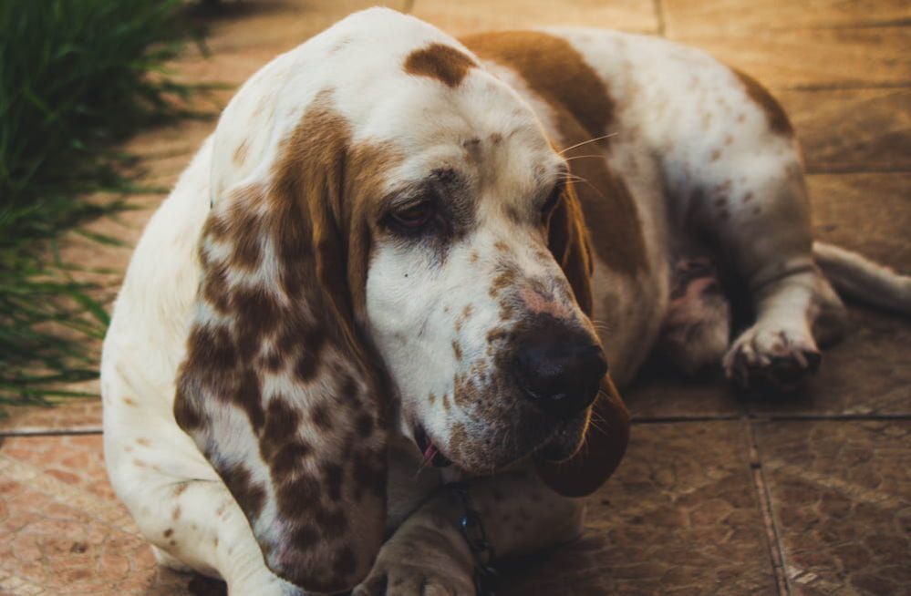 Your TOP-20 Pick For Calmest Dog Breeds