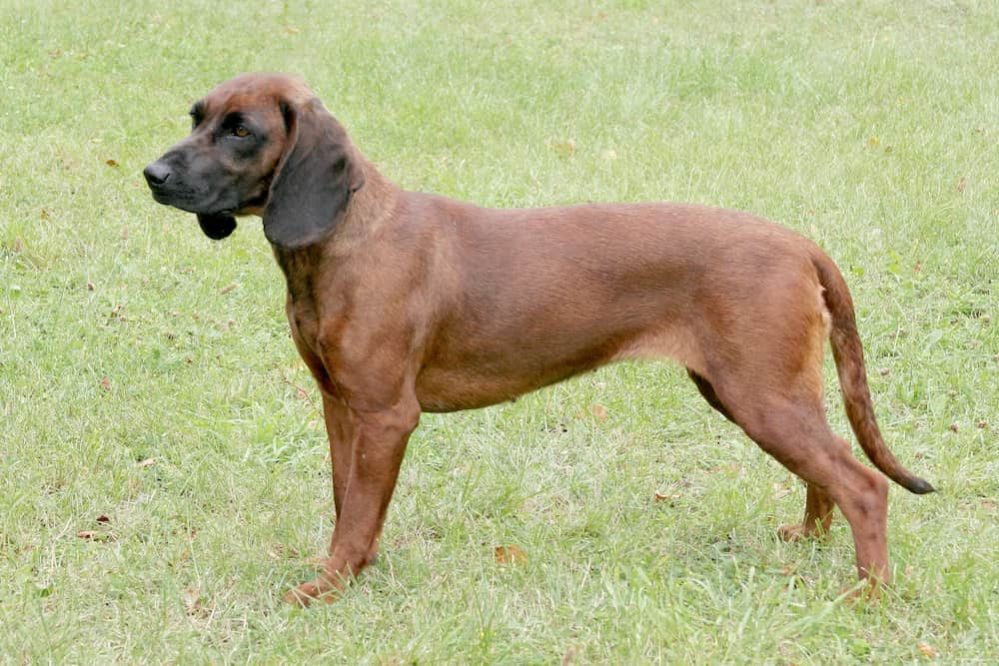 German Dog Breeds: 19 German Dogs that Will Win Your Heart