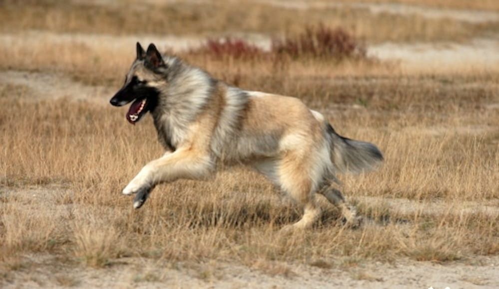 Belgian Tervuren Breed Information