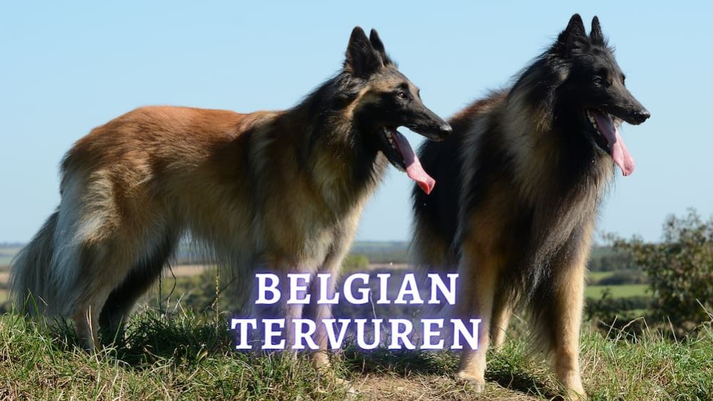 Belgian Tervuren Breed Information