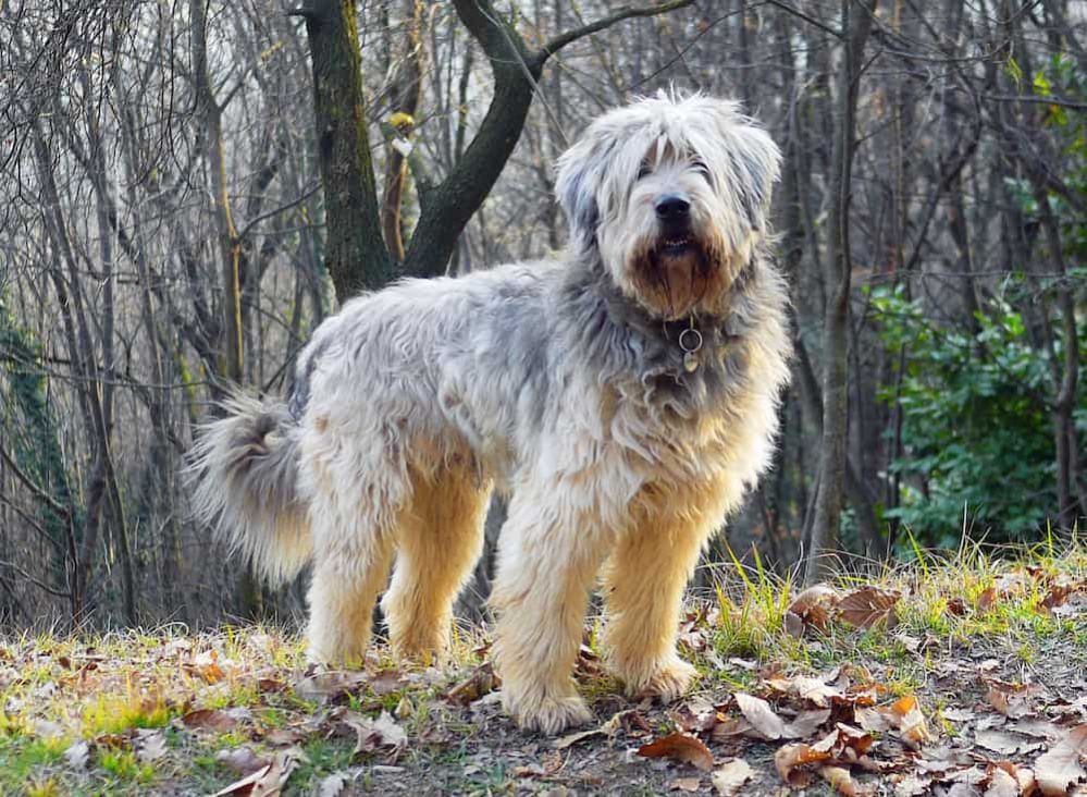 The Top 30 Healthiest Dogs With the Least Health Problems