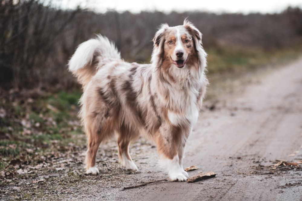 Australian Shepherd Lab Mix: Aussiedor Full Breed Profile