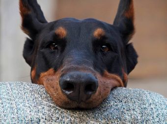 German Dog Breeds: 19 German Dogs that Will Win Your Heart