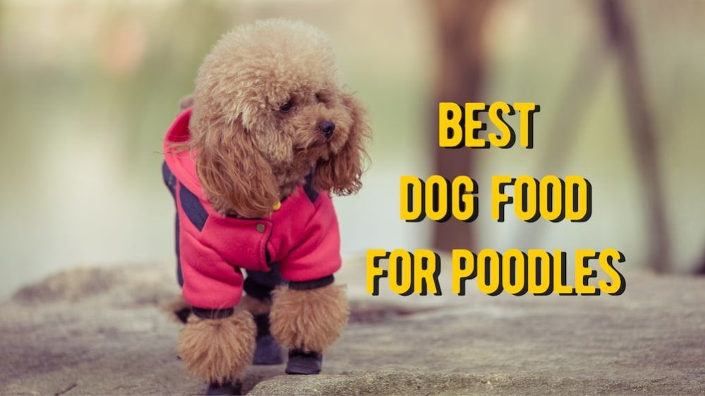 ≡ Best Dog Food for Poodles: The 10 Best Rated Foods for Poodles