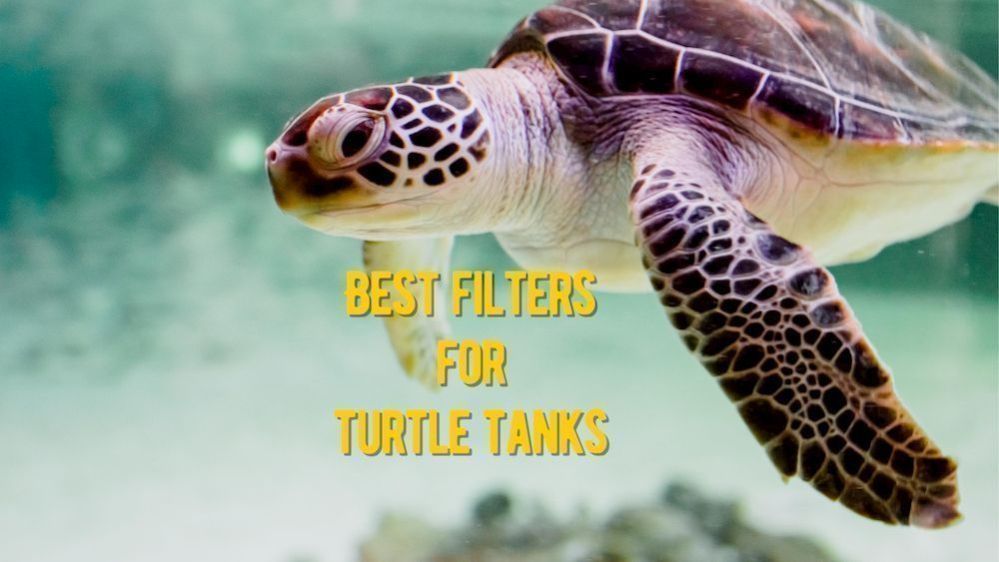 Best Filter for Turtle Tank: 10 Canister Filters for Turtles Aquarium