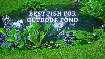 Best Fish for Outdoor Ponds: 15 Best Pond Fish