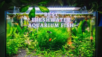 The Best Freshwater Aquarium Fish: 15 Freshwater Fish for Beginners