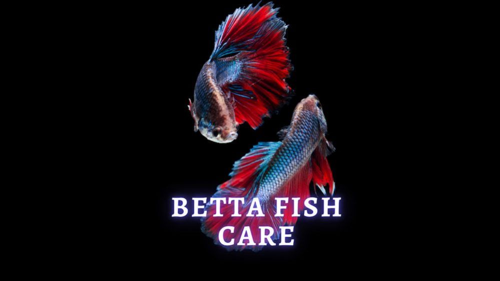 Care Guide for Betta Fish: Everything You Need to Know About Betta Fish