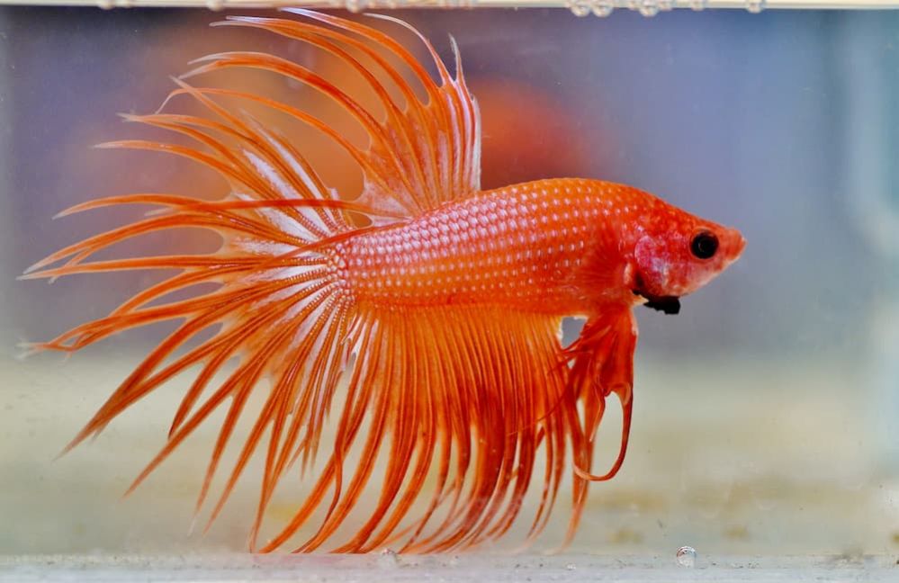 Betta Fish Names: 1000+ Name Ideas for Your Betta Fish