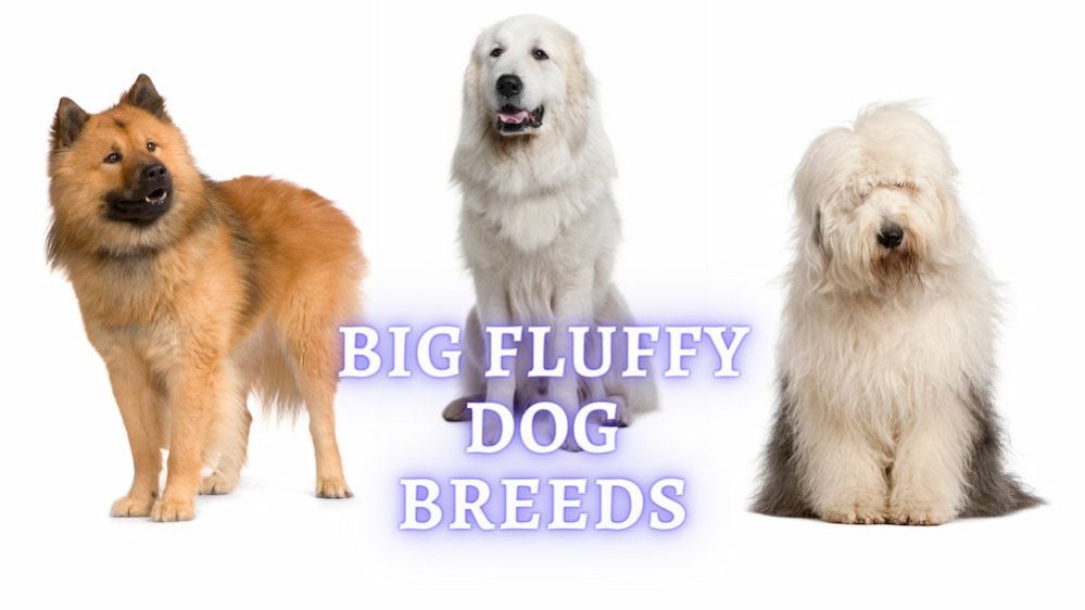 15 Big Fluffy Dogs You Can't Help But Hug