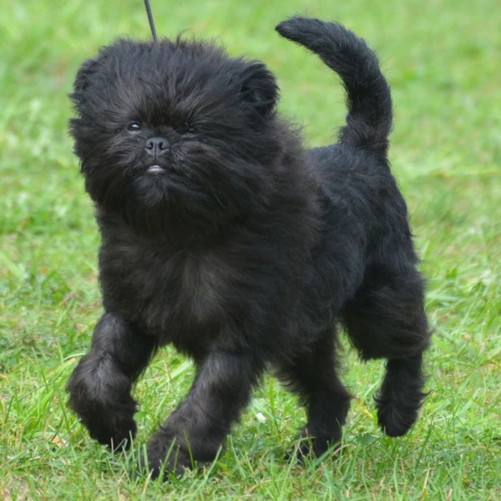 25 Black Dog Breeds: Small, Medium and Big Black Dog Breeds