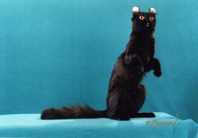 Black Cat Breeds: 11 Cat Breeds with Beautiful Black Coats