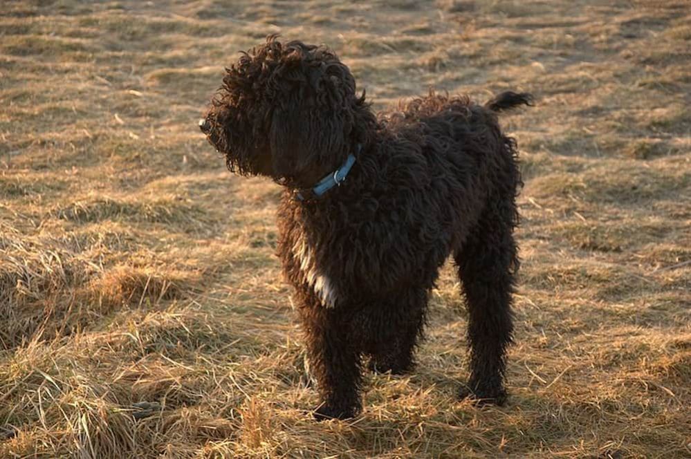25 Black Dog Breeds: Small, Medium and Big Black Dog Breeds