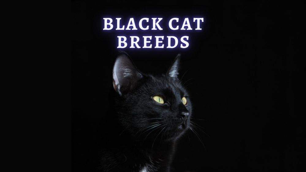 Black Cat Breeds: 11 Cat Breeds with Beautiful Black Coats