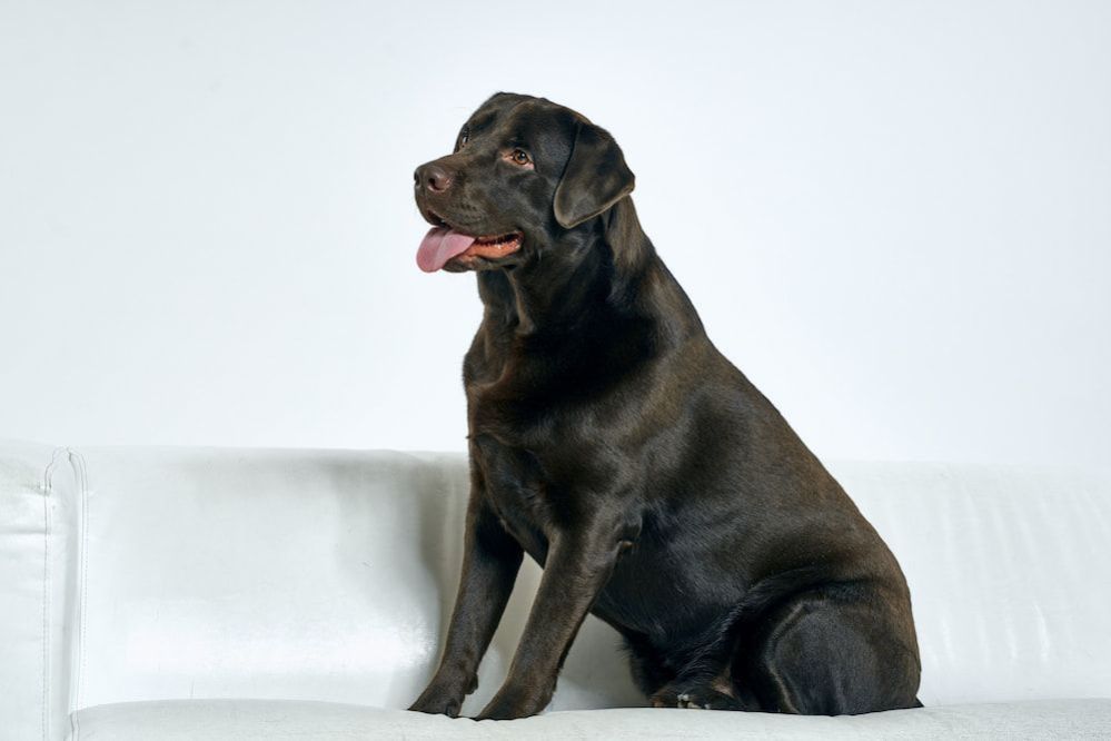 English Lab VS American Lab: Key Differences and Similarities