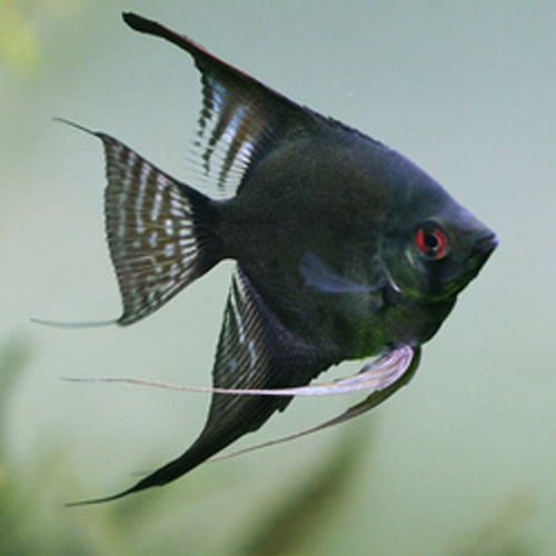 Types Of Angelfish: Angelfish Types You Should Know About - ThePets