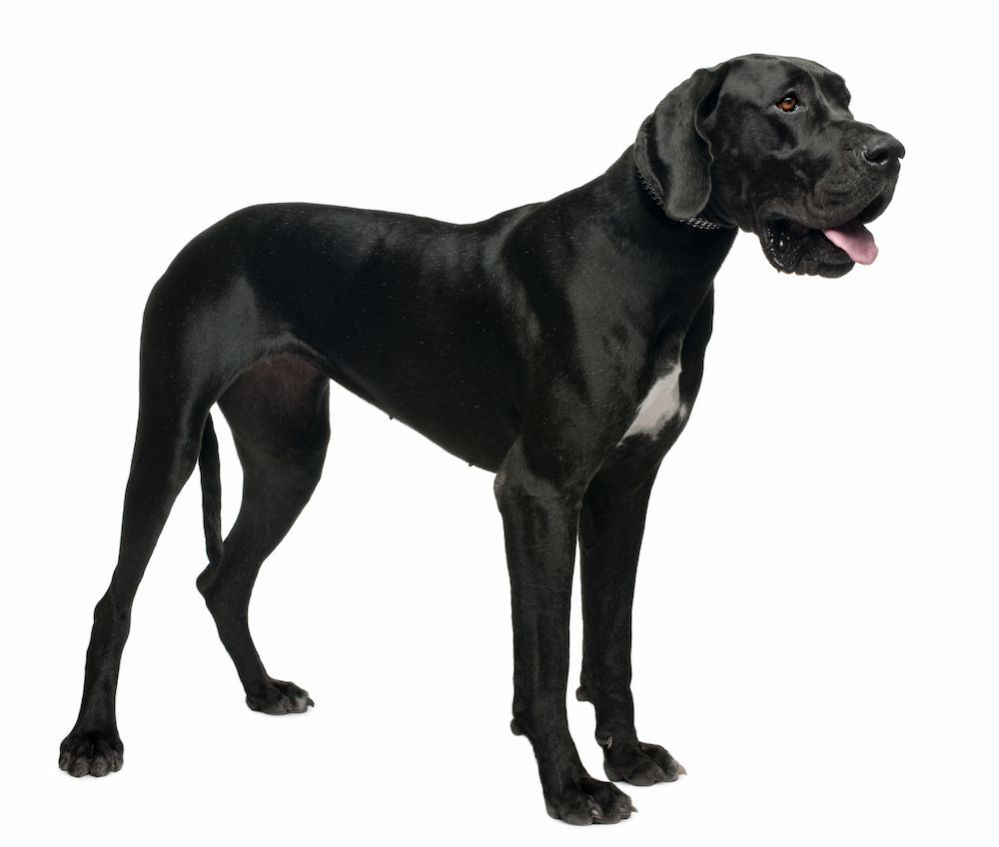 25 Black Dog Breeds: Small, Medium and Big Black Dog Breeds