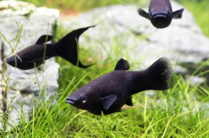 ᐉ The Easiest Fish to Breed: Freshwater Aquarium Fish Breeding Guide